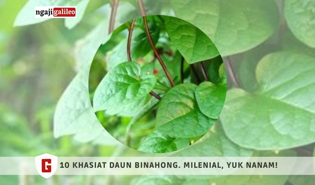 10 KHASIAT DAUN BINAHONG, COCOK JUGA UNTUK MATA MINUS - Ngaji Galileo
