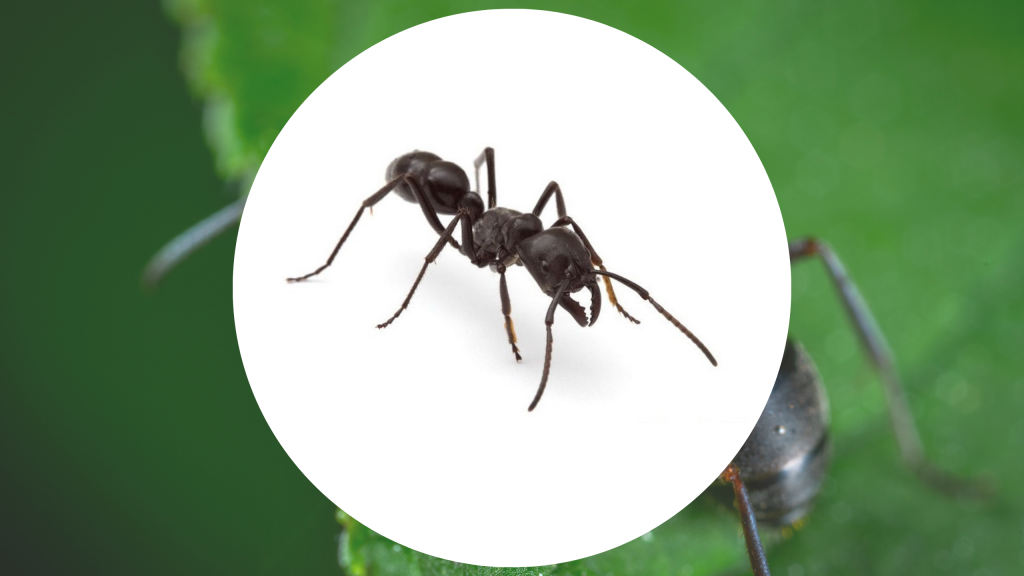 Semut Terbesar yang Pernah Ditemukan di Dunia - Ngaji Galileo