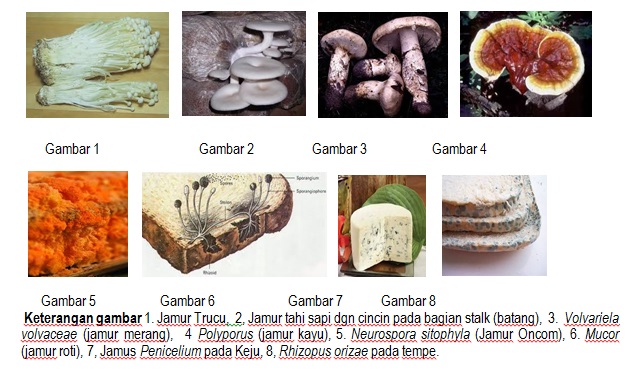 Modul Mycota Kelas X Semester 2 - Ngaji Galileo